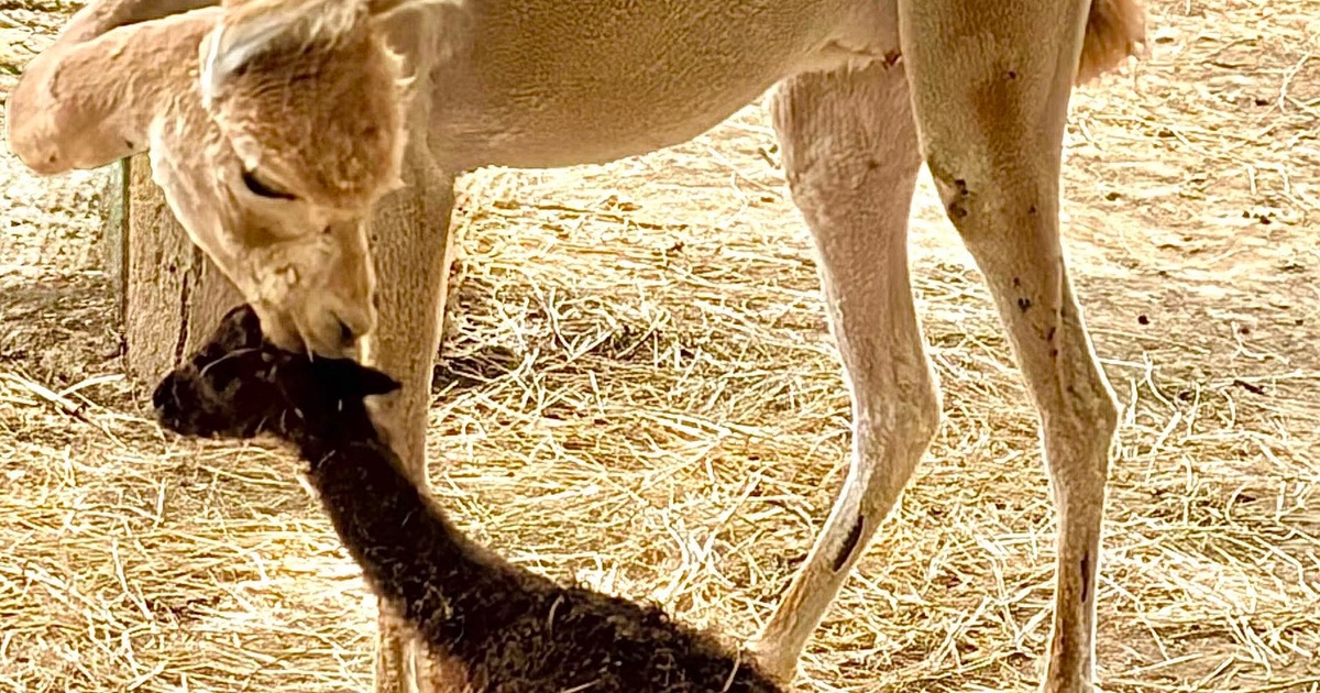 Bébibumm! Újabb alpaka bébi született a Baráthegyi Majorságban